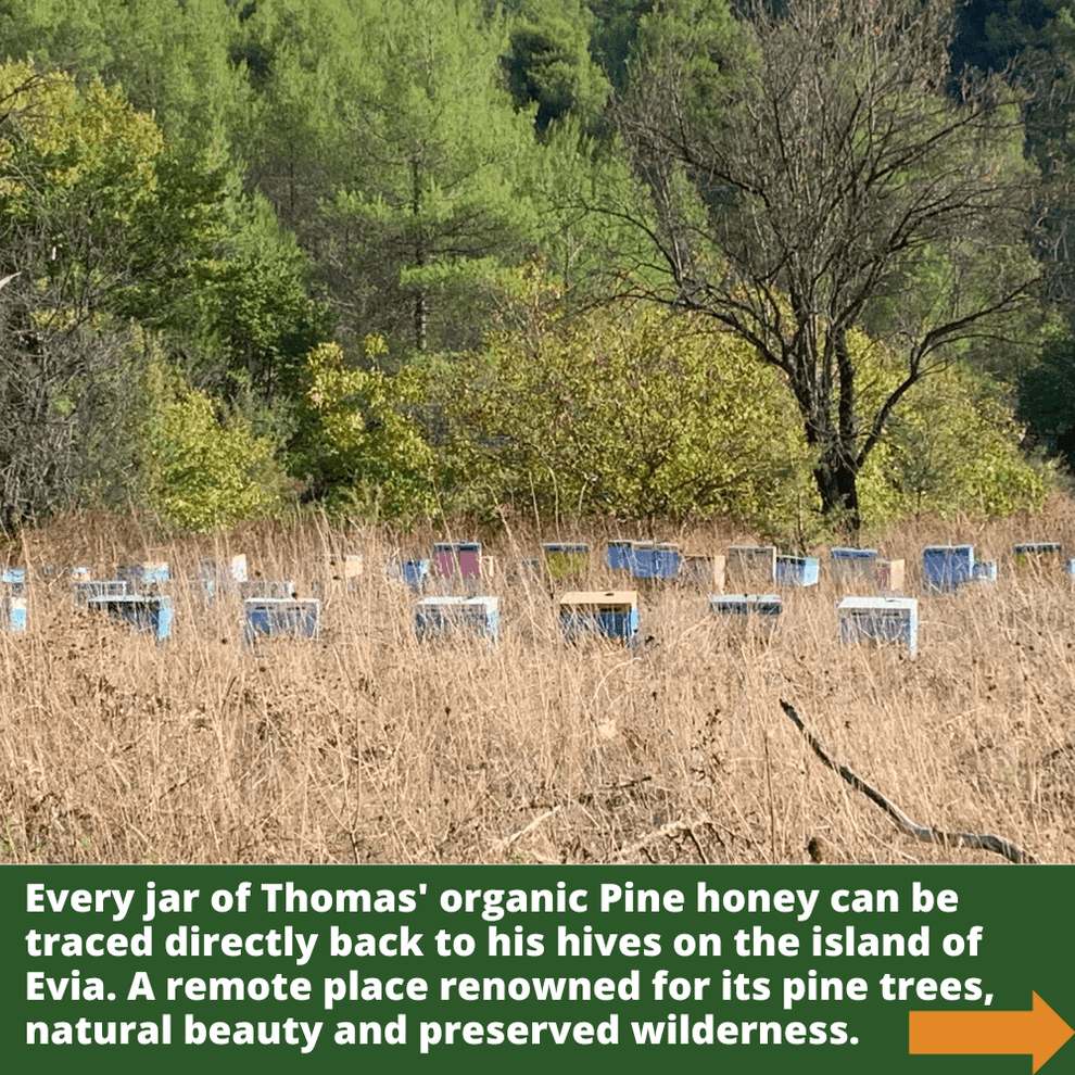 Organic Greek Pine Raw Honey – Deep, Resinous & Fig-Flavoured