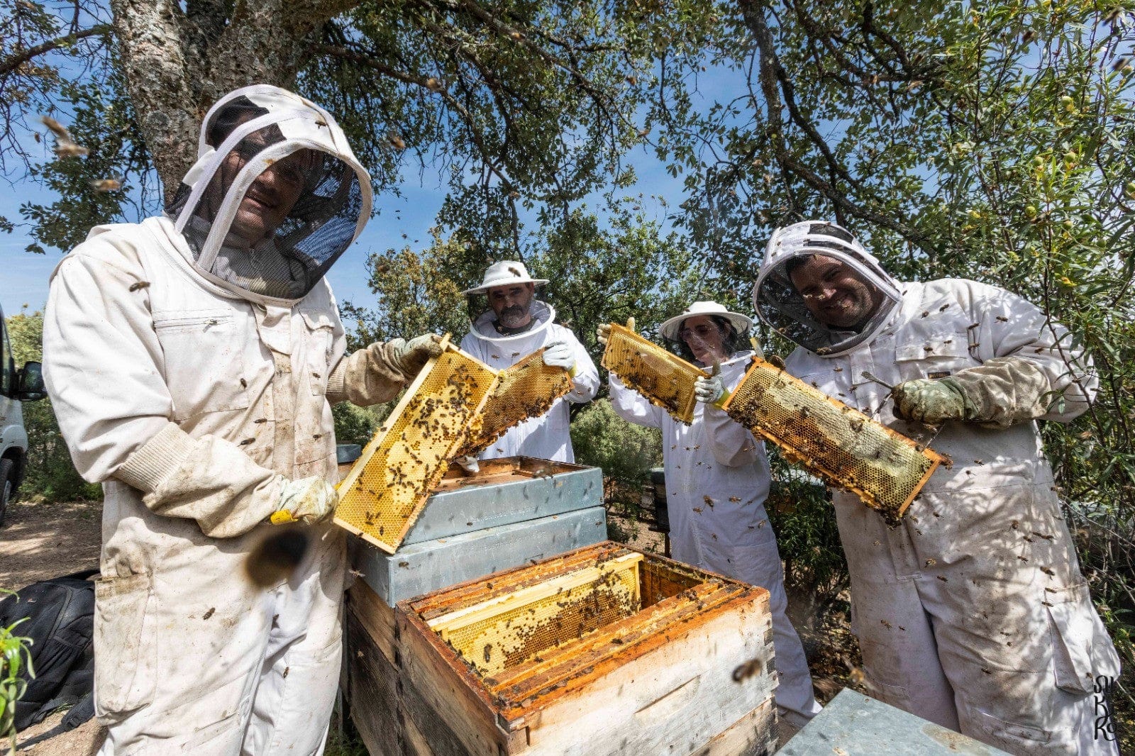 Pure Raw and Organic Artisan Honey - Direct From the Hive to You